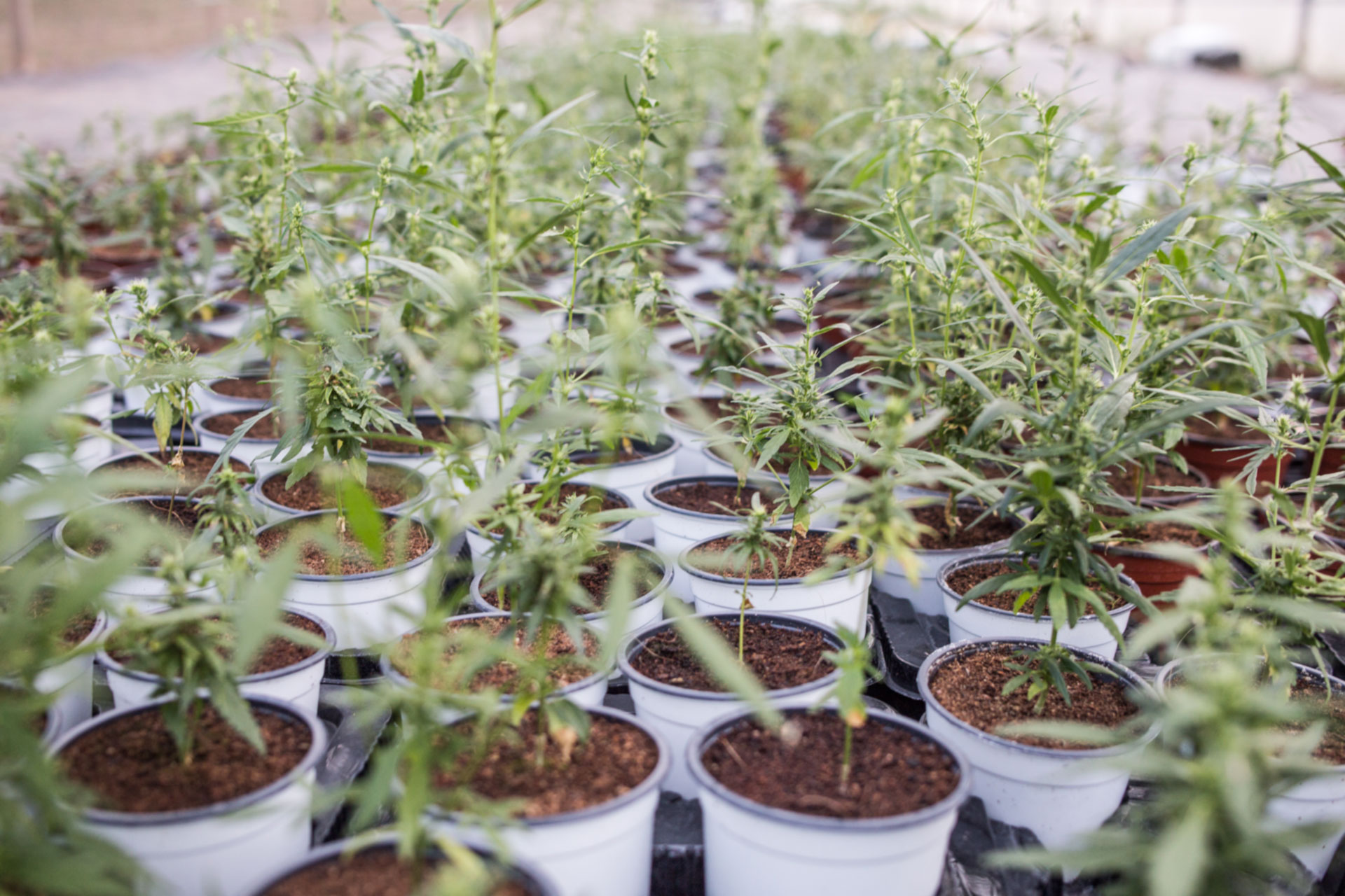 Piante di cannabis sativa - Acquista Online - MyHempire